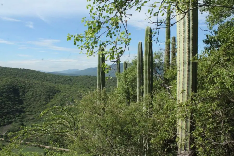 10 Lugares Turísticos en Morelos que debes conocer